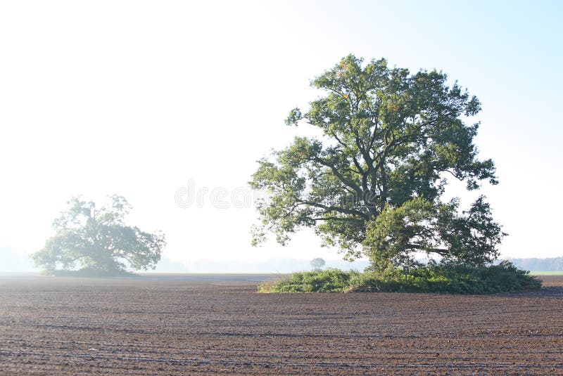 Oak Tree in a Ploughed Field Stock Photo - Image of plow, rural: 21930672