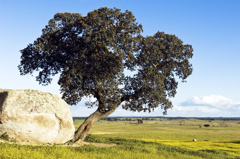 Oak tree - Quercus ilex stock image. Image of alentejo - 4784035