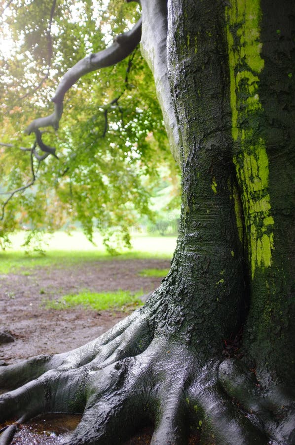 Oak tree after rain stock photo. Image of beautiful, relax - 25572702
