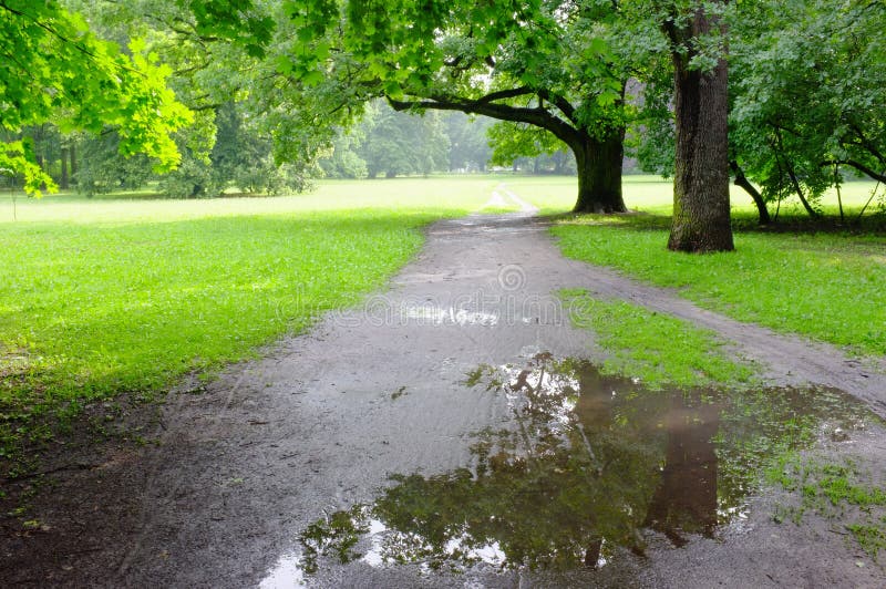 Big Oak tree after rain stock photo. Image of huge, ground - 111092714