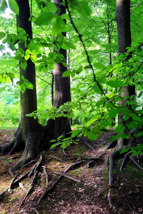 Oak tree after rain stock image. Image of fall, beauty - 25633667