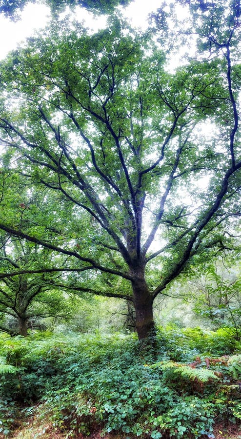 An Oak Tree in the rain stock image. Image of large - 255728797