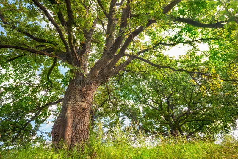 Oak Tree in Rays of the Sun Stock Image - Image of wilderness ...