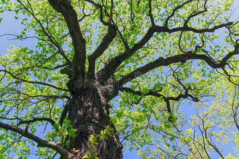 The Oak Tree in the Rays of the Sun Stock Image - Image of lung, forest ...