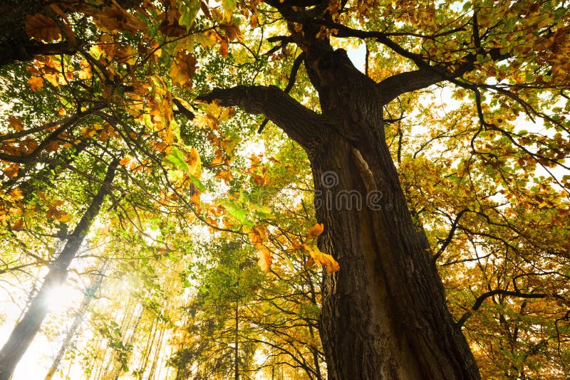 The Oak Tree in the Rays of the Sun Stock Image - Image of vitality ...