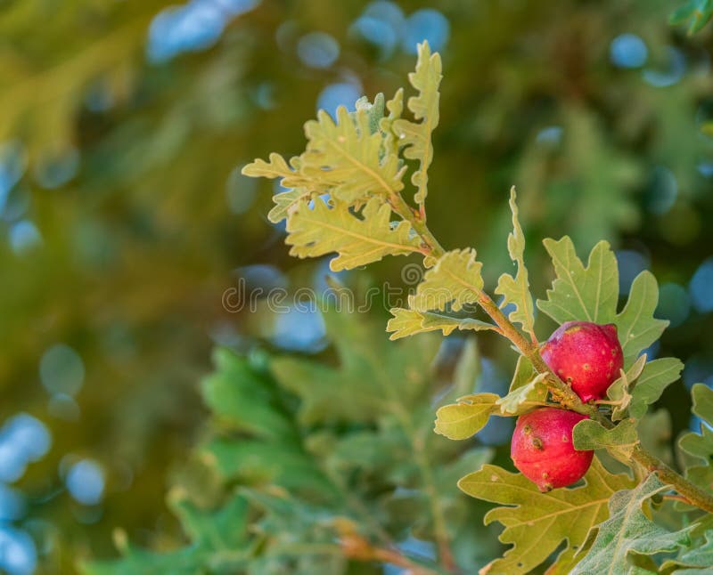 Oak Tree Red Apples Closeup View in Summer Stock Photo - Image of ...