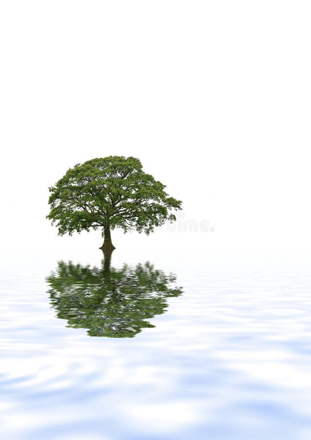 Oak Tree Reflection stock image. Image of oaks, grass - 6363227