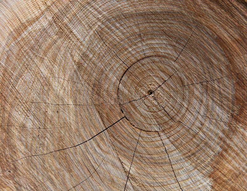 Oak Tree with Rings and Fissures Stock Image - Image of crack, stump ...
