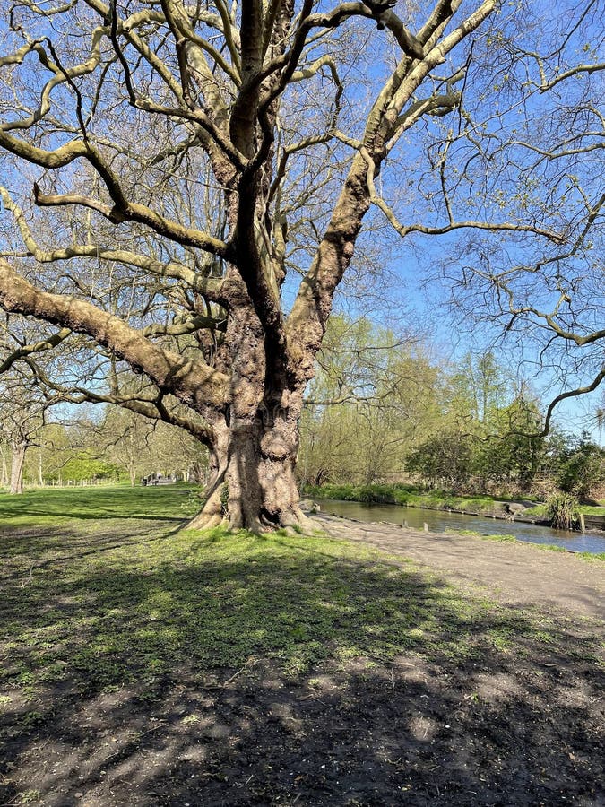 Oak Tree and River in Spring Stock Photo - Image of deciduous ...
