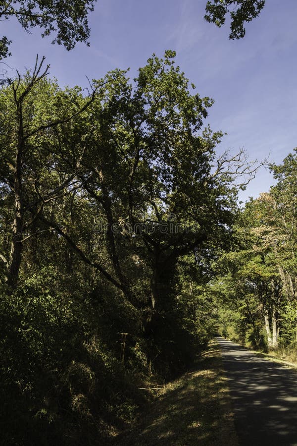 Oak Tree beside a Road and a Pond Stock Photo - Image of energy ...