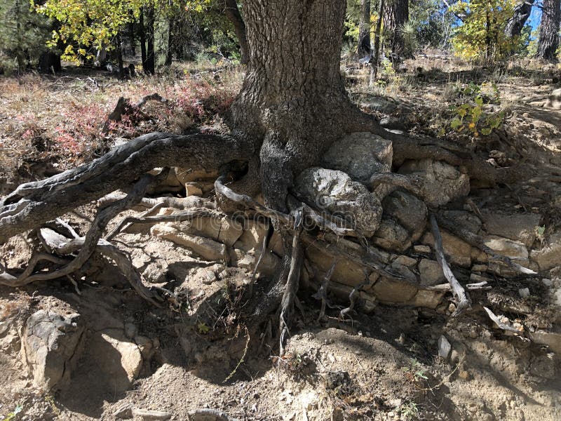 Oak tree in rocks stock image. Image of tree, rocks - 212614441