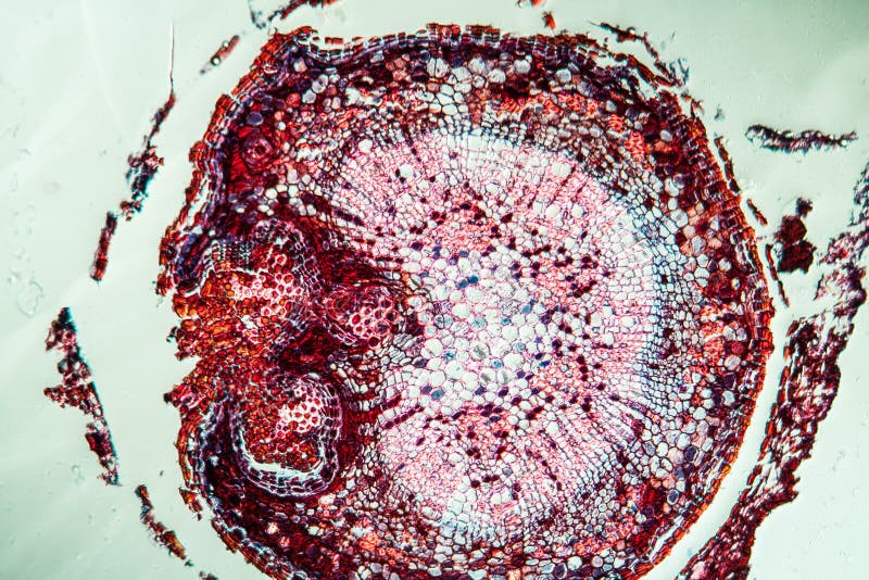 Oak tree with root stock photo. Image of tree, cells - 196740406