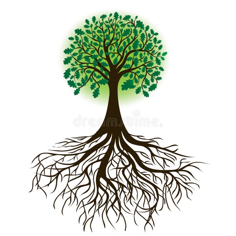 Oak Tree Roots Dense Foliage Vector Stock Illustrations – 13 Oak Tree ...