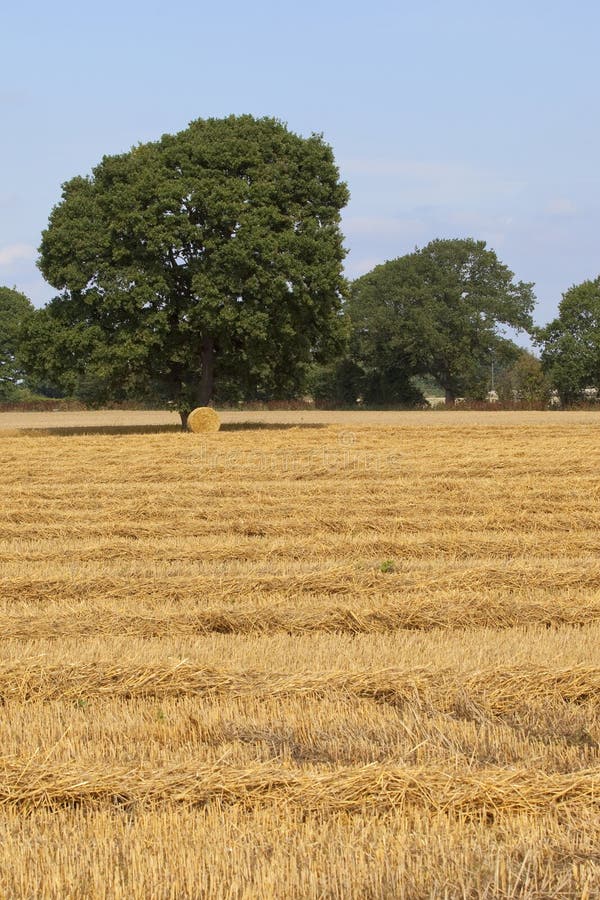 Oak Tree with Round Straw Bale Stock Photo - Image of agriculture ...