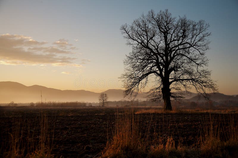 Oak Tree on an Rural Landscape in Autumn Stock Image - Image of outdoor ...