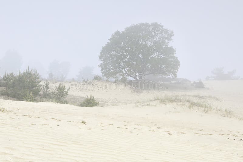 Oak Tree on Sand Dunes in Dense Fog Stock Image - Image of calm, dense ...