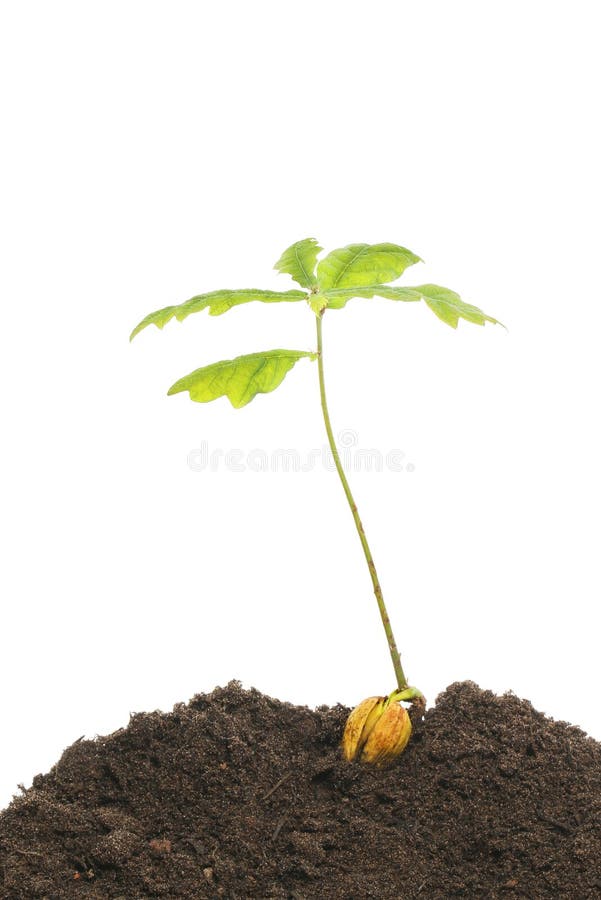 Oak tree sapling stock photo. Image of background, earth - 280340658