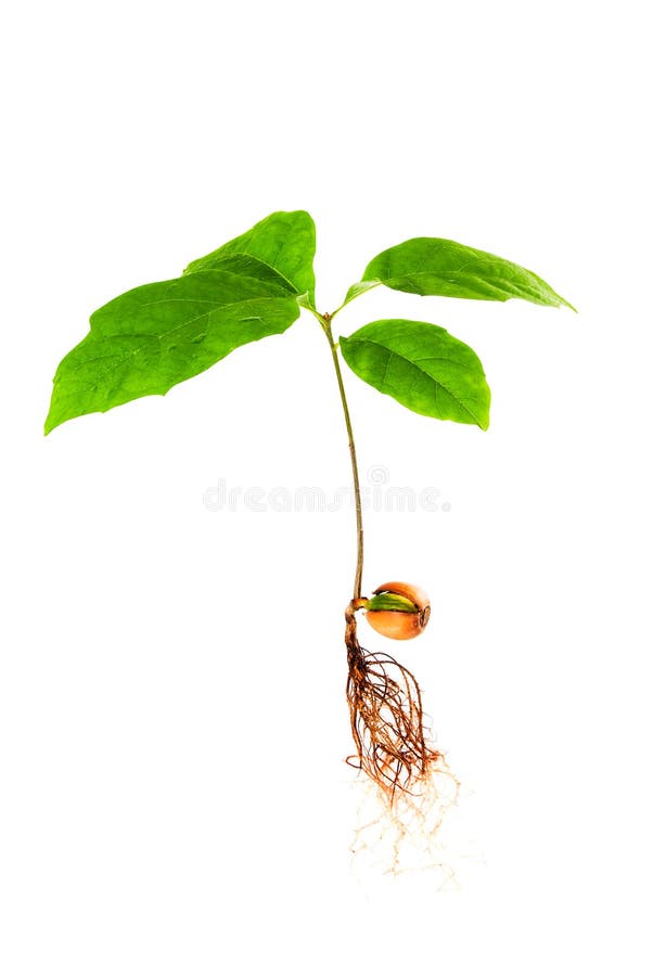 Oak Tree Seedling with Roots Stock Photo - Image of delicate, botanical ...