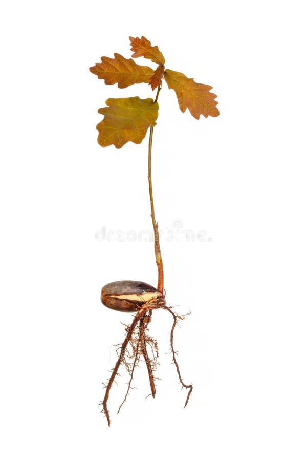 1,231 Oak Tree Growing Seed Stock Photos - Free & Royalty-Free Stock ...