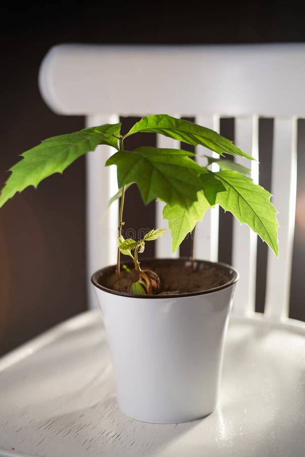 Oak Tree Seedlings in a White Pot Stock Photo - Image of interior ...