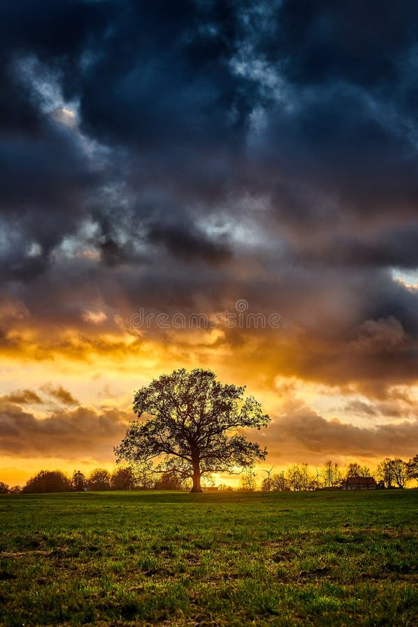 Oak Tree Silhouette Alone on Meadow in Sunset Stock Image - Image of ...