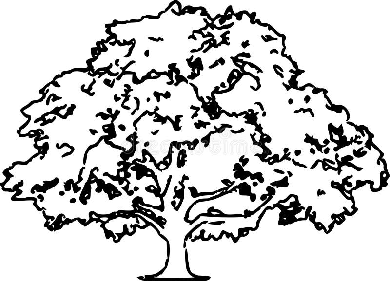Oak Tree Sketch Illustration /eps Stock Vector - Illustration of ...