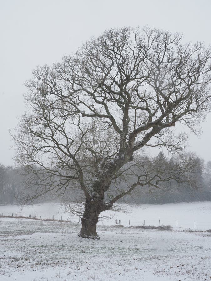 An Oak Tree in a Snowy Field, Portrait Aspect Stock Photo - Image of ...