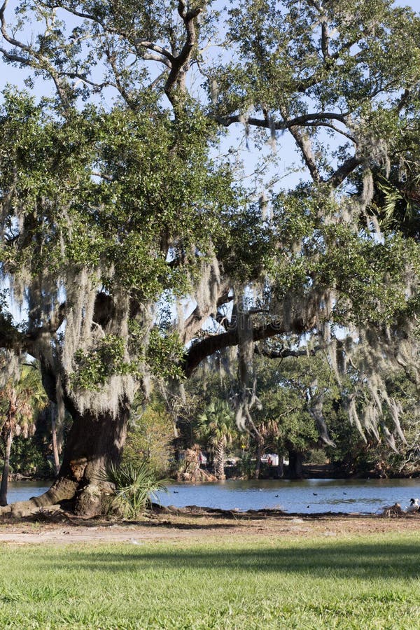 Oak Tree with Spanish Moss at Pond Stock Image - Image of pond, orleans ...