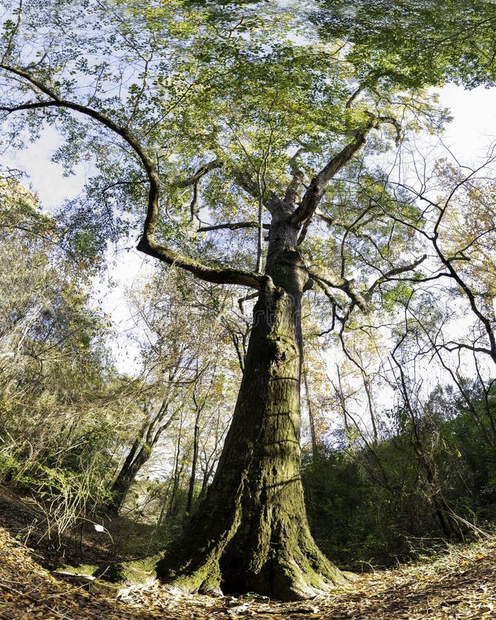 Oak Tree - Extreme Distorted Perspective Stock Image - Image of plant ...