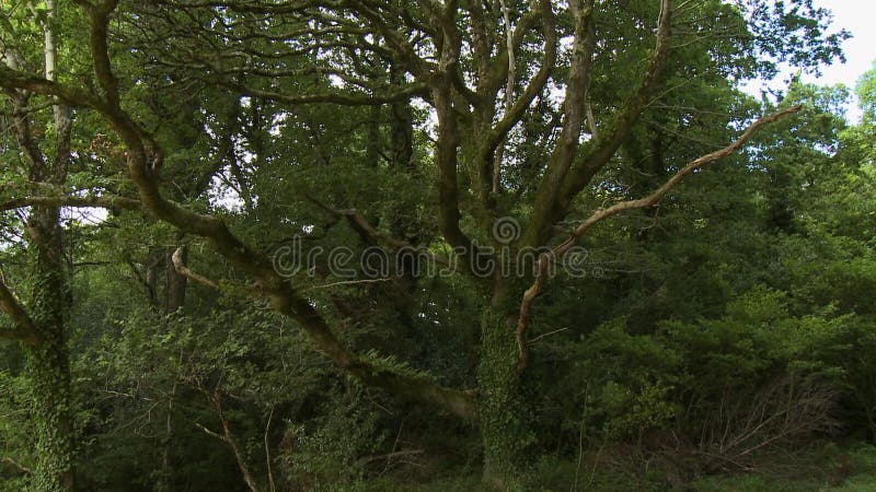 Oak Tree with Spindly Limbs Stock Footage - Video of spindly, vine ...