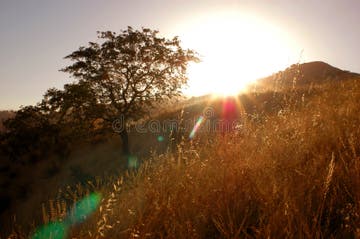 Oak Tree with Spirit stock image. Image of grass, dramatic - 245103