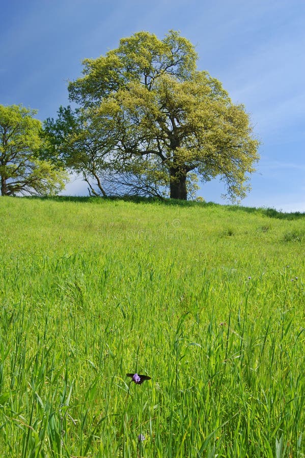 Oak Tree in spring stock image. Image of tree, blue, scenic - 621535