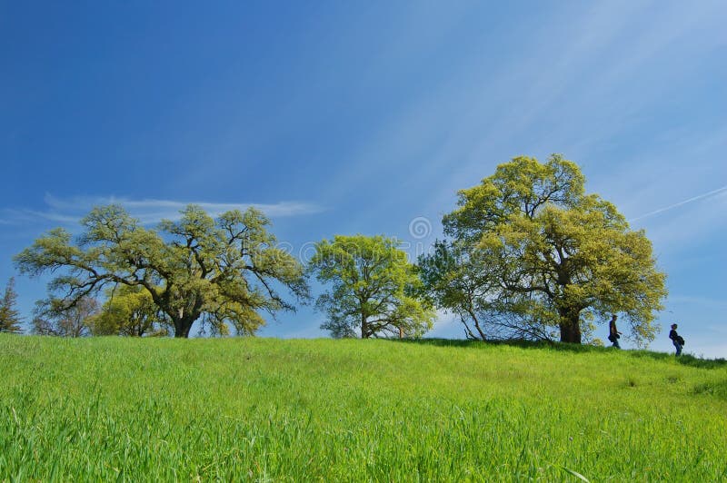Oak Tree in spring stock image. Image of tree, blue, scenic - 621535