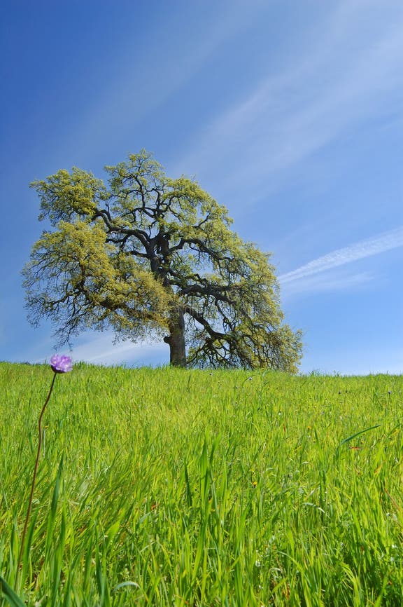 Oak Tree in spring stock image. Image of scenic, summer - 621495