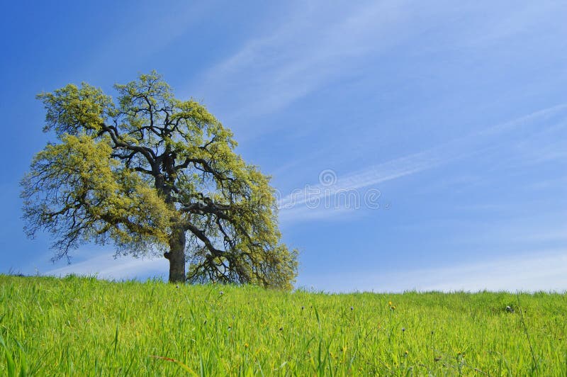 Oak Tree in spring stock image. Image of tree, blue, scenic - 621535