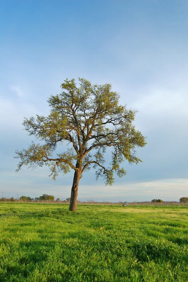 Oak tree in spring stock photo. Image of sierra, gold, northern - 676202