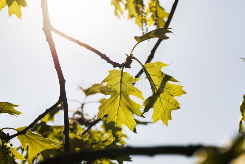 Oak tree during spring stock image. Image of closeup - 223292821