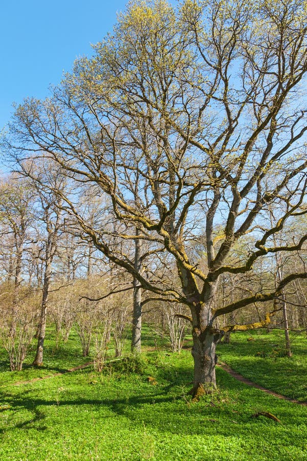 Oak tree at spring forest stock photo. Image of scenery - 48983220