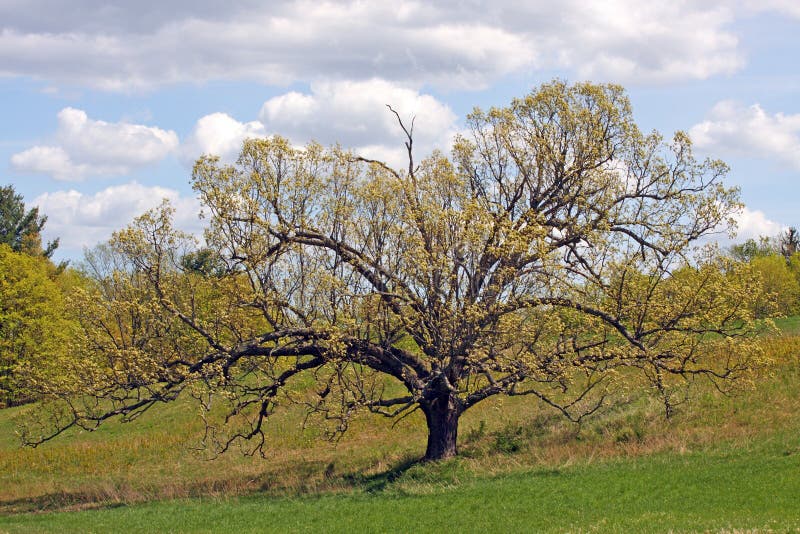 Spring oak tree stock photo. Image of plant, leaves, summer - 13388614