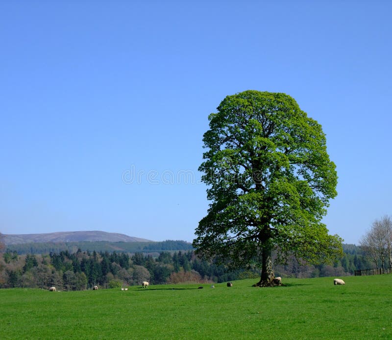 Oak Tree in Springtime at Drumlanrig Stock Image - Image of estate ...