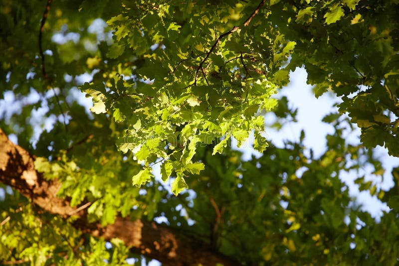 Oak Tree in Springtime, Seen from Below Stock Image - Image of leaves ...