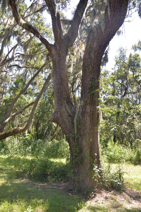 The Oak Tree Stands As a Sentinel in this Forest of Giants Stock Photo ...