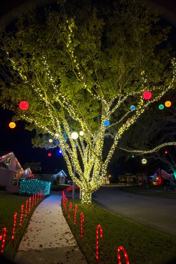 Oak Tree on Street Side, Decorated with Christmas Lights Stock Image ...
