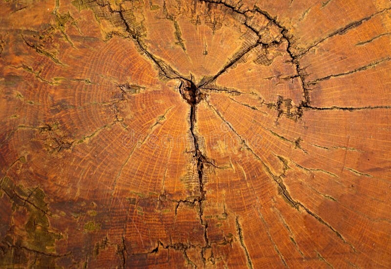 Oak Tree Stump Cross Section Stock Image - Image of ancient, nature ...