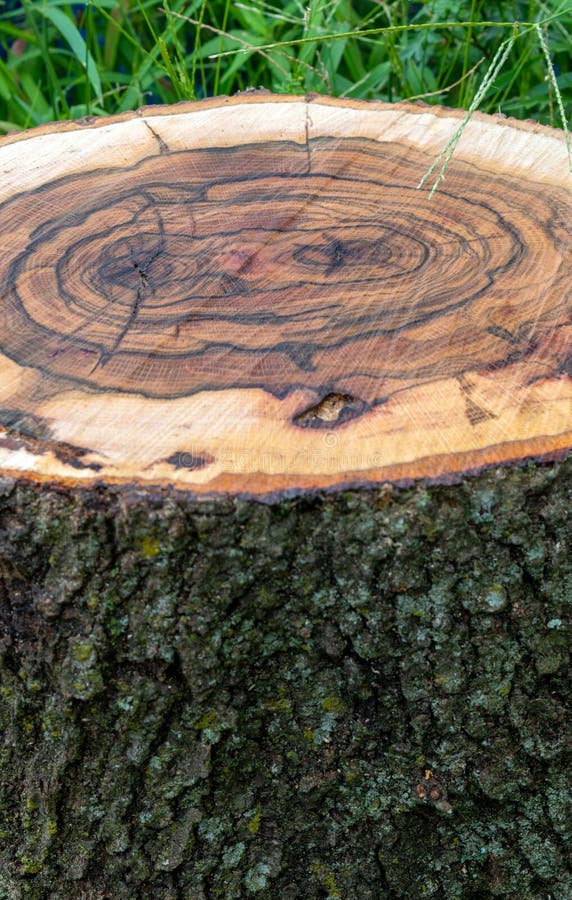 Oak Tree Stump with Rings and Bark Stock Image - Image of grass, bark ...