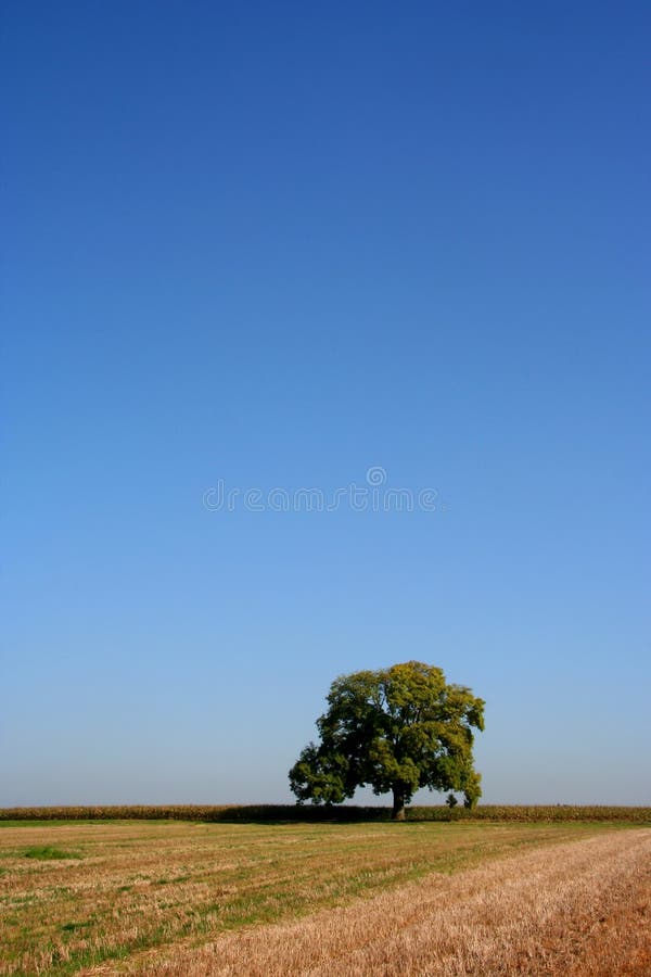 Oak tree in summer stock image. Image of green, aged, summer - 295893