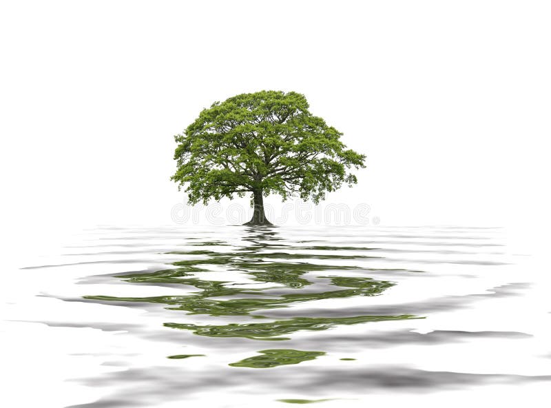 Oak Tree Reflection stock image. Image of oaks, grass - 6363227
