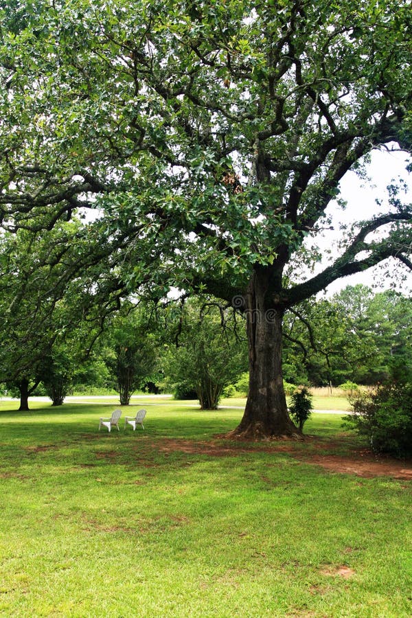 Oak tree in the summer stock photo. Image of sunshine - 6339676