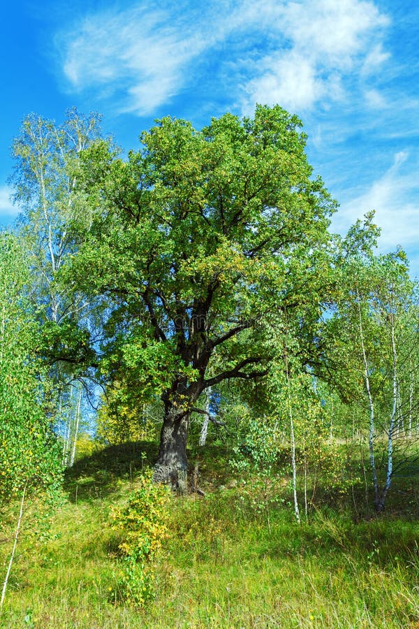 Oak Tree in Summer Forest stock image. Image of summer - 59691103