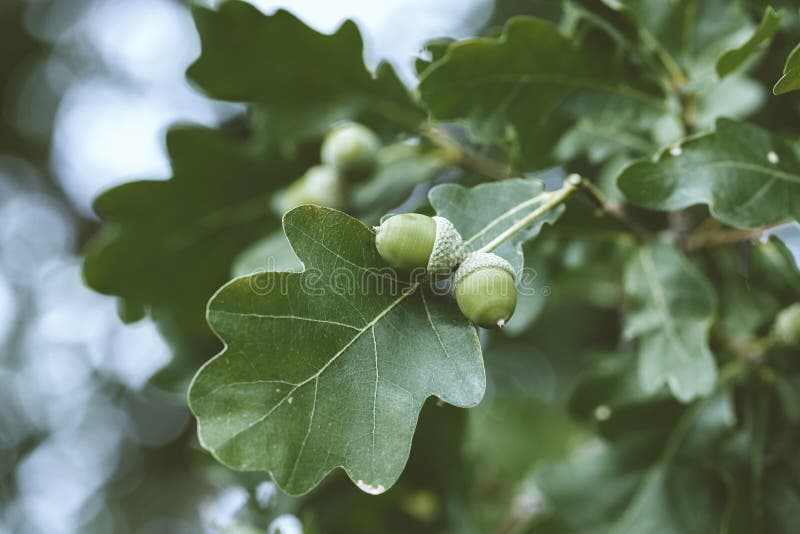 Oak tree in summer. stock photo. Image of detail, garden - 123732916